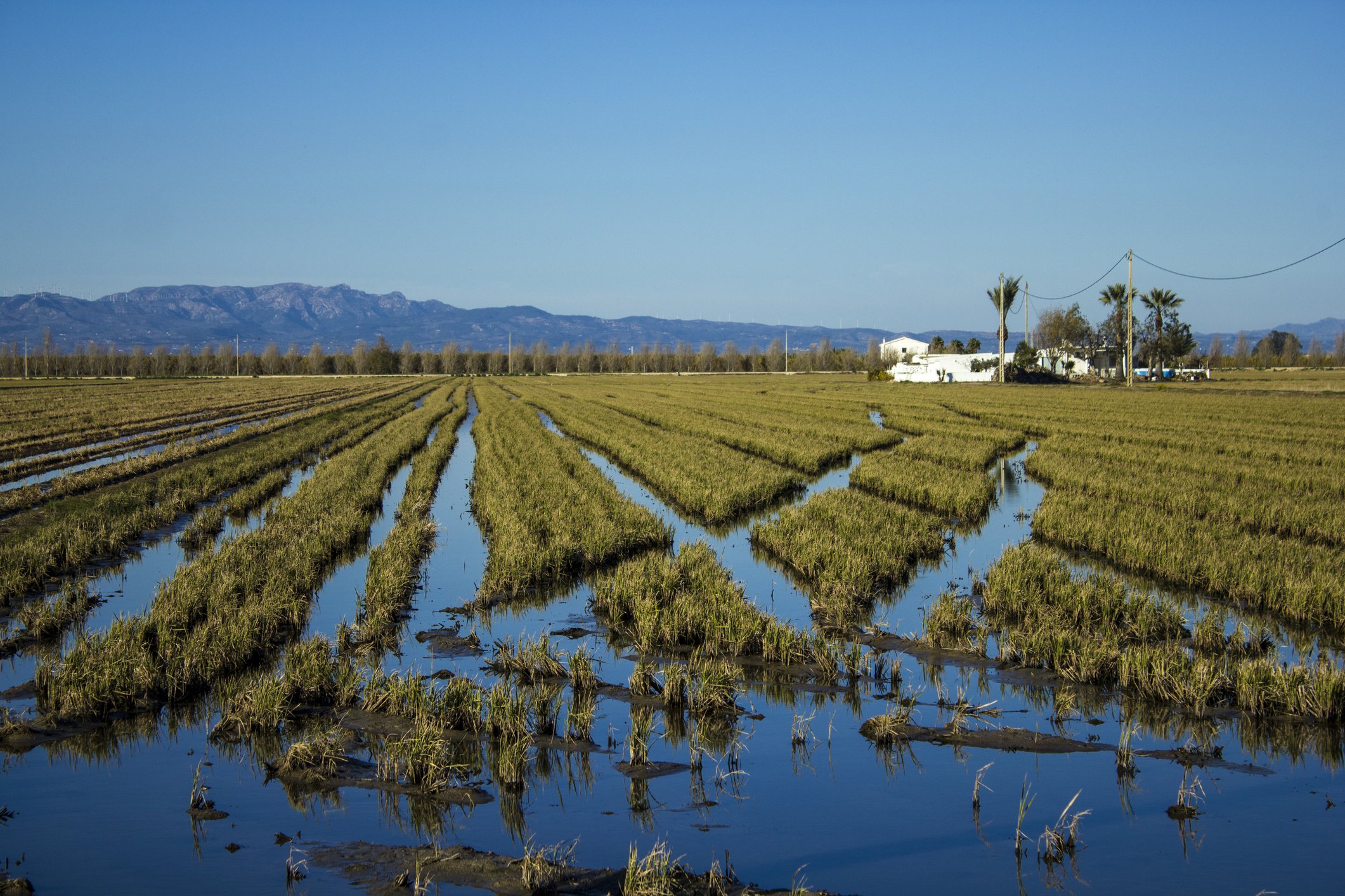 Viu les terres de l'Ebre a les Festes de la Sega