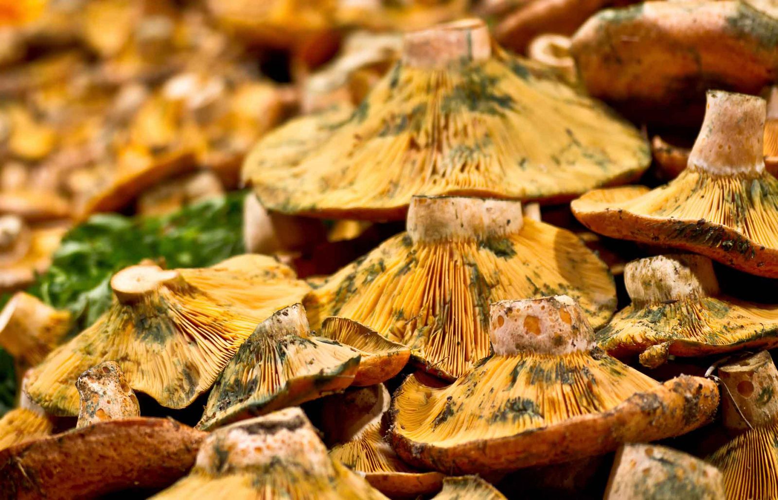 10 receptes diferents de bolets