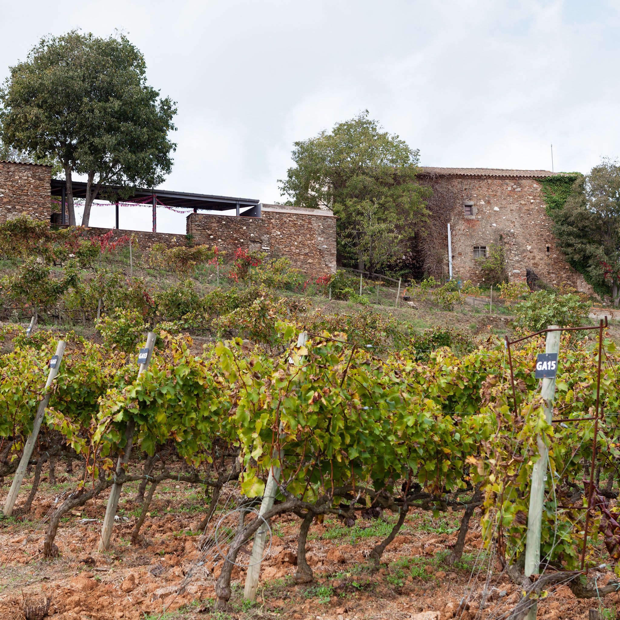 Plantem un cep a Barcelona